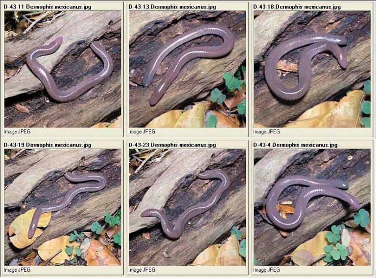 Apoda - Monaco Nature Encyclopedia