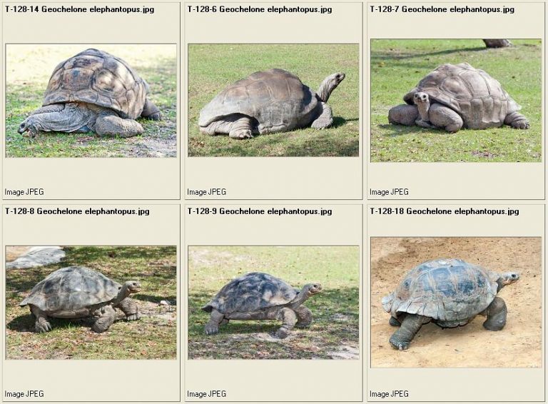 Testudines - Monaco Nature Encyclopedia