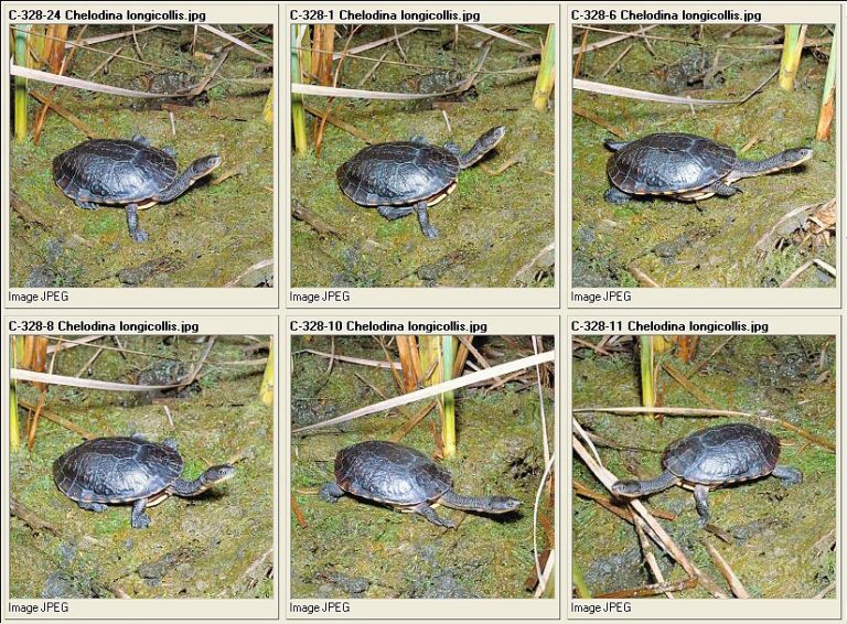 Testudines - Monaco Nature Encyclopedia