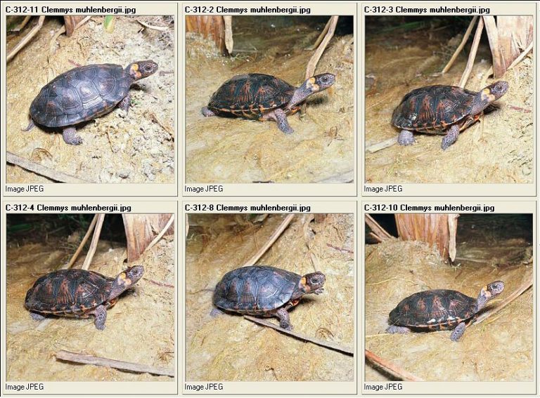 Testudines - Monaco Nature Encyclopedia