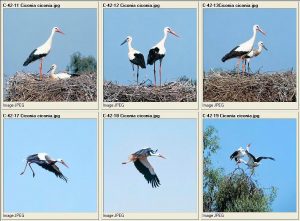 Ciconiformes - Monaco Nature Encyclopedia