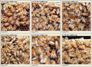 Hymenoptera - Monaco Nature Encyclopedia