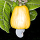 Anacardiaceae - Monaco Nature Encyclopedia