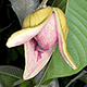 Annonaceae - Monaco Nature Encyclopedia