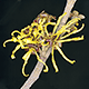 Hamamelidaceae - Monaco Nature Encyclopedia