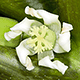 Caricaceae - Monaco Nature Encyclopedia