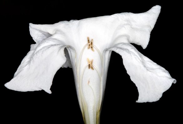 Bignoniaceae - Monaco Nature Encyclopedia