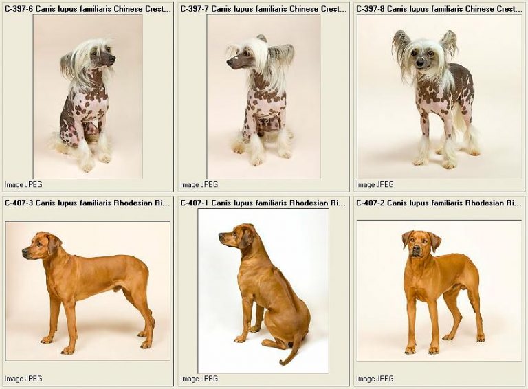 Canidae - Monaco Nature Encyclopedia