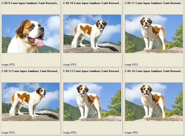 Canidae - Monaco Nature Encyclopedia