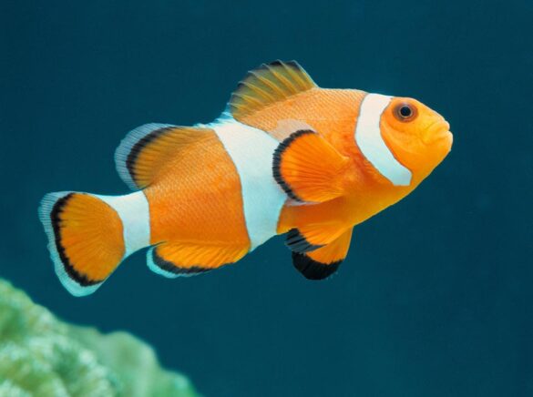 Amphiprion ocellaris - Monaco Nature Encyclopedia