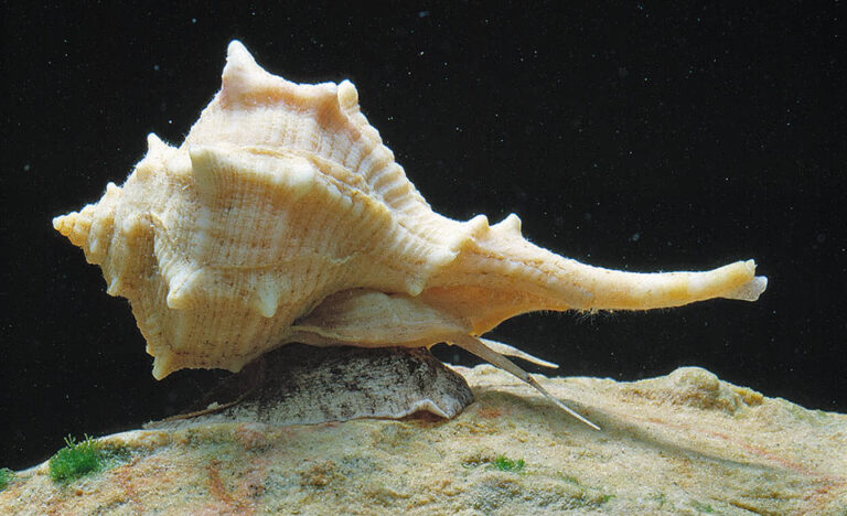 Bolinus brandaris - Monaco Nature Encyclopedia
