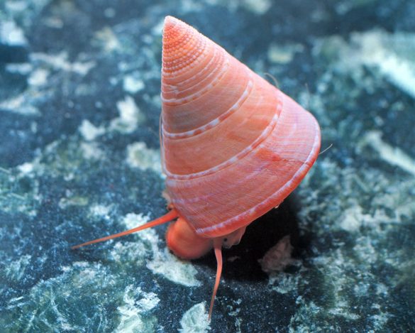 Calliostoma conulus - Monaco Nature Encyclopedia