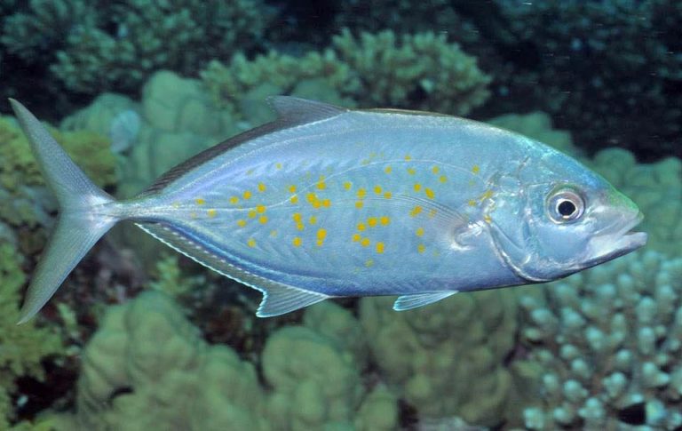Carangoides bajad - Monaco Nature Encyclopedia