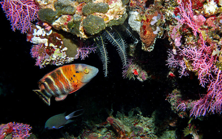Cheilinus fasciatus - Monaco Nature Encyclopedia