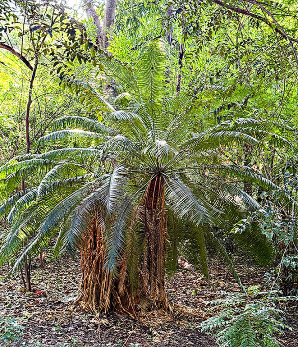 Cycas circinalis - Monaco Nature Encyclopedia
