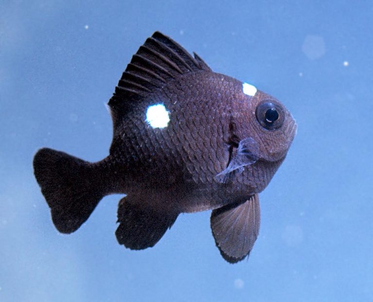 Dascyllus trimaculatus - Monaco Nature Encyclopedia