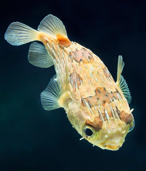 Diodon holocanthus - Monaco Nature Encyclopedia