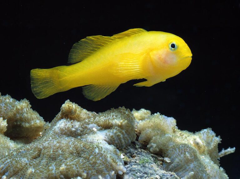 Gobiodon okinawae - Monaco Nature Encyclopedia