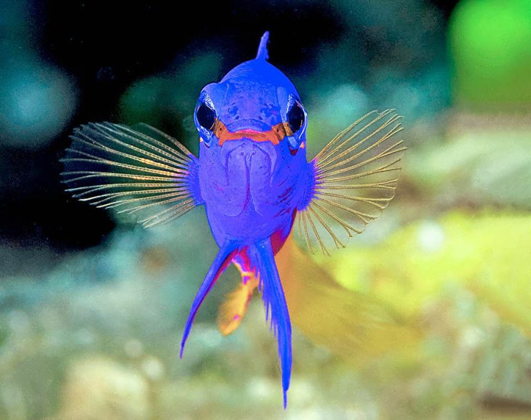 Gramma loreto - Monaco Nature Encyclopedia