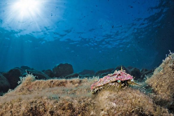 Haliotis tuberculata - Monaco Nature Encyclopedia