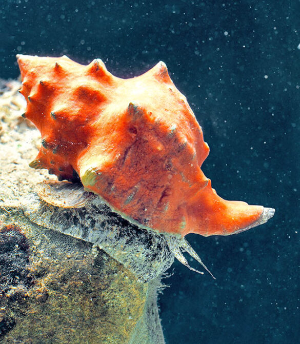 Hexaplex trunculus - Monaco Nature Encyclopedia