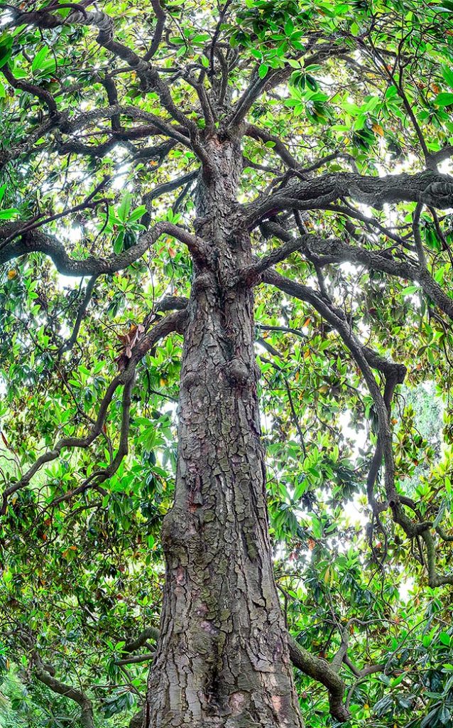 Magnolia grandiflora - Monaco Nature Encyclopedia