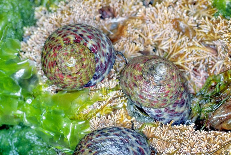 Phorcus turbinatus - Monaco Nature Encyclopedia