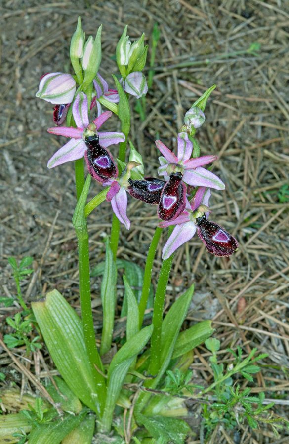 Ophrys bertolonii - Monaco Nature Encyclopedia