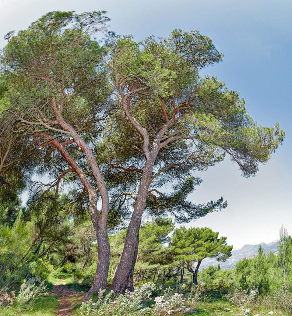 Pinus halepensis - Monaco Nature Encyclopedia