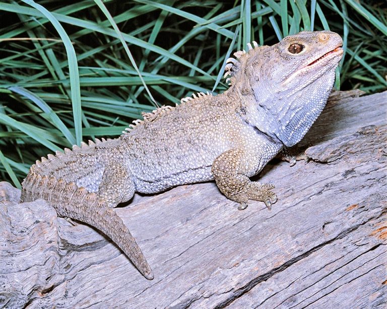 Sphenodon punctatus - Monaco Nature Encyclopedia