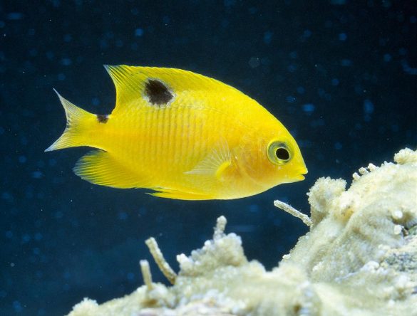 Stegastes planifrons - Monaco Nature Encyclopedia