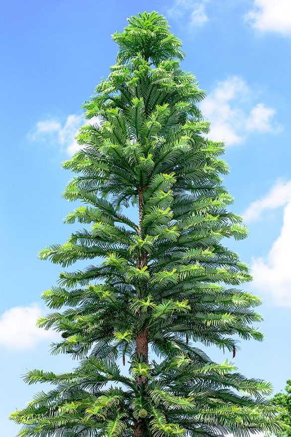 Wollemia nobilis - Monaco Nature Encyclopedia