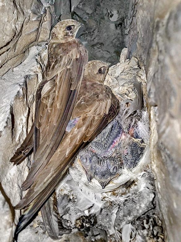 Apus pallidus - Monaco Nature Encyclopedia