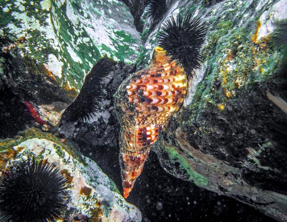 Charonia variegata - Monaco Nature Encyclopedia