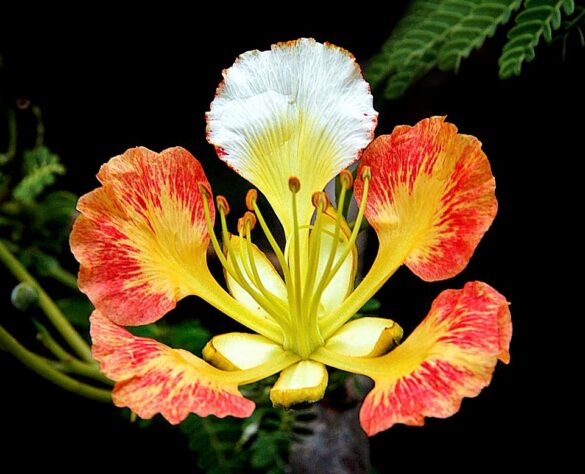Delonix regia - Monaco Nature Encyclopedia