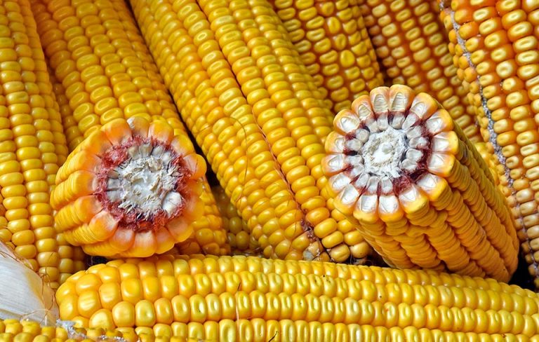 Zea mays - Monaco Nature Encyclopedia