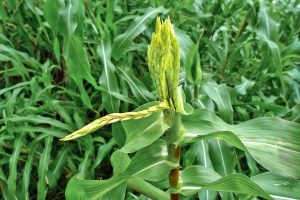 Zea mays - Monaco Nature Encyclopedia