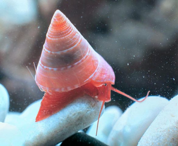 Calliostoma conulus - Monaco Nature Encyclopedia