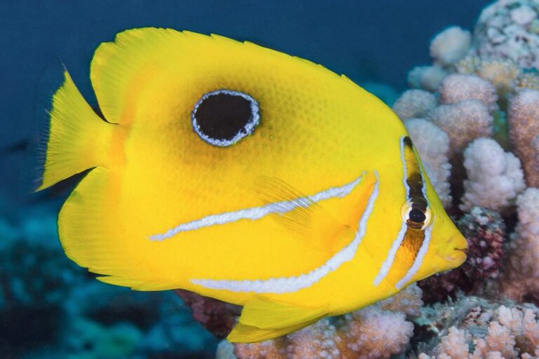 Chaetodon bennetti - Monaco Nature Encyclopedia