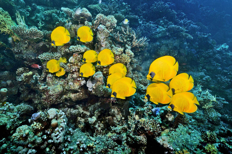 Chaetodon semilarvatus - Monaco Nature Encyclopedia