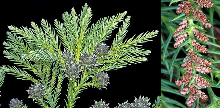 Cryptomeria japonica - Monaco Nature Encyclopedia