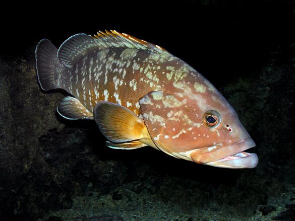 Epinephelus marginatus - Monaco Nature Encyclopedia