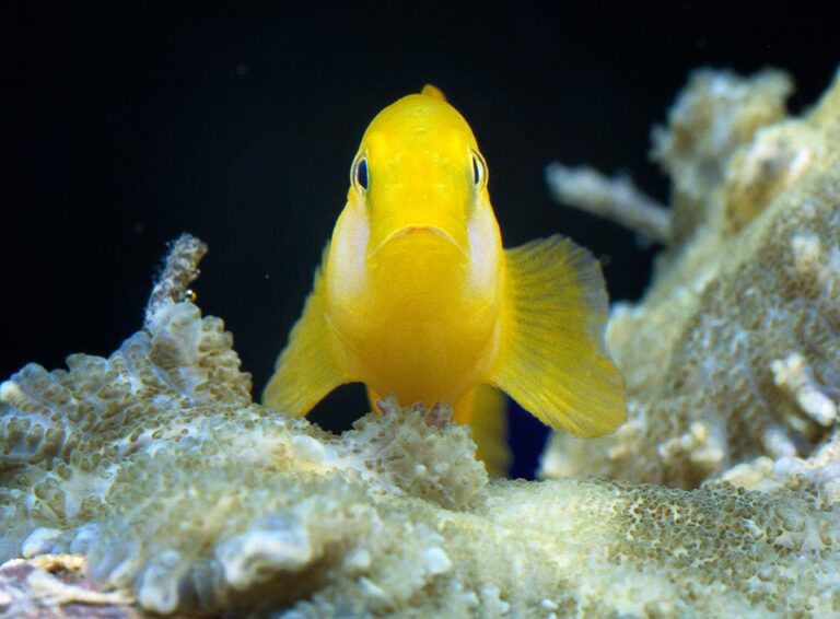 Gobiodon okinawae - Monaco Nature Encyclopedia