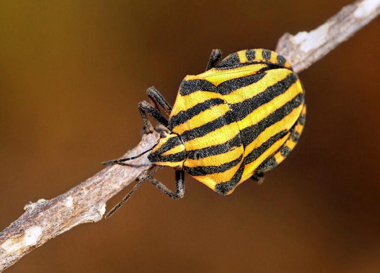 Graphosoma italicum - Monaco Nature Encyclopedia