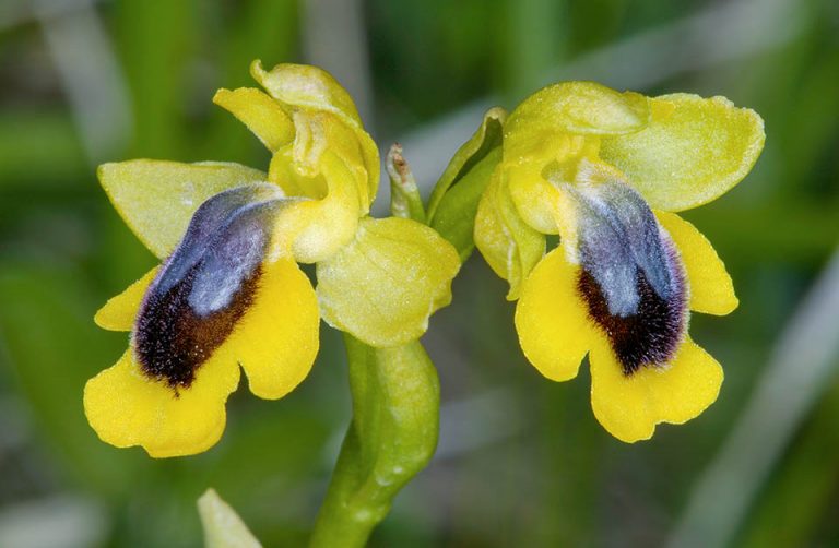 Ophrys lutea - Monaco Nature Encyclopedia