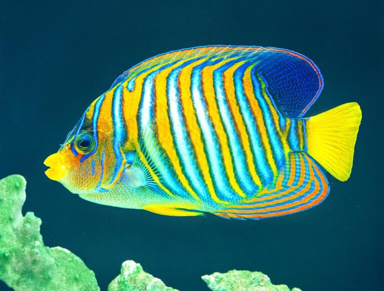 Pygoplites diacanthus - Monaco Nature Encyclopedia