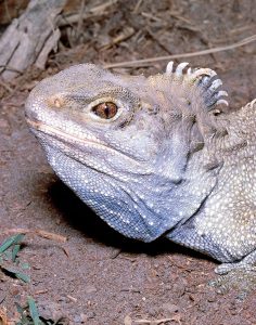 Sphenodon punctatus - Monaco Nature Encyclopedia