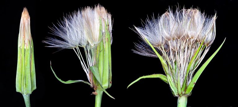 Tragopogon porrifolius - Monaco Nature Encyclopedia