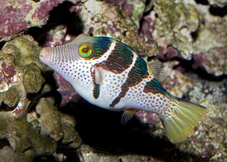 Canthigaster valentini - Monaco Nature Encyclopedia