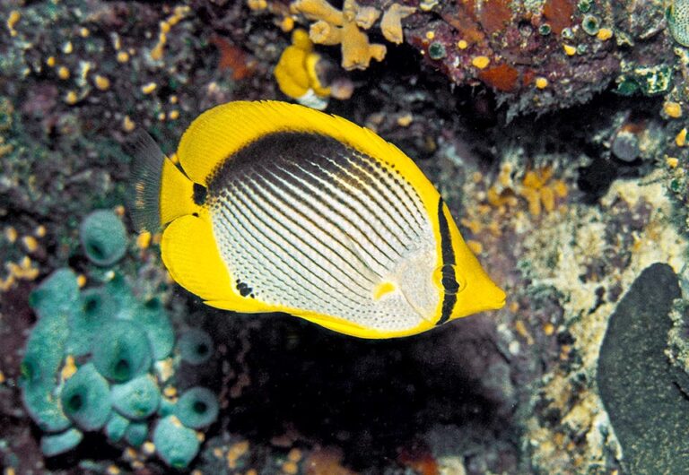 Chaetodon melannotus - Monaco Nature Encyclopedia